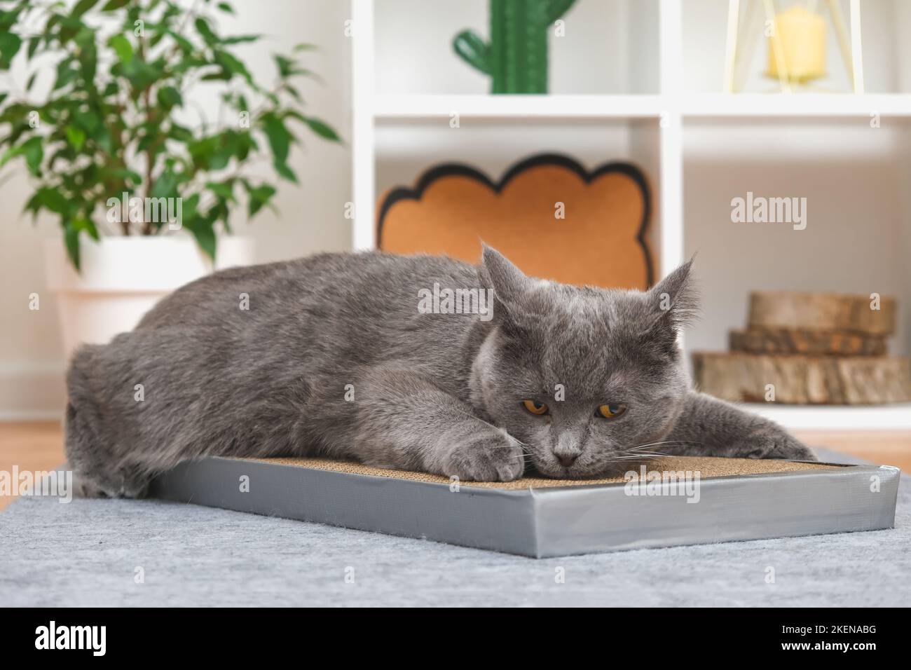 Eine graue Katze spielt auf dem Kratzbaum. Kratzpfosten aus Pappe. Eine ...