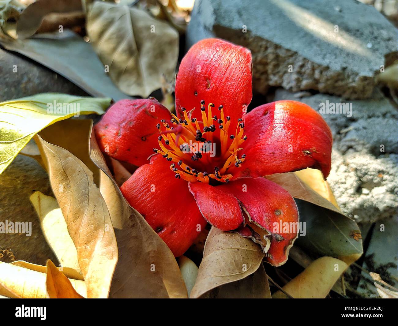 Bombax ceiba tree -Fotos und -Bildmaterial in hoher Auflösung – Alamy