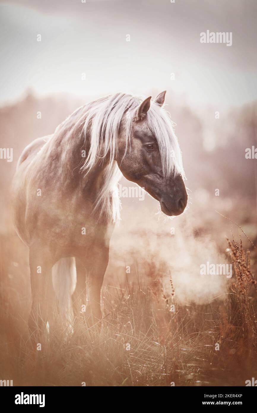 Pferde atem bild -Fotos und -Bildmaterial in hoher Auflösung – Alamy