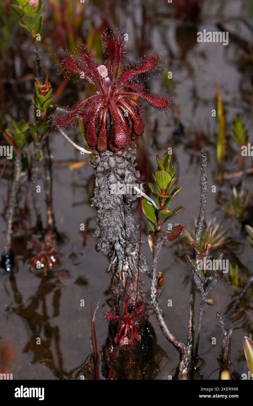 Drosera roraimae -Fotos und -Bildmaterial in hoher Auflösung – Alamy