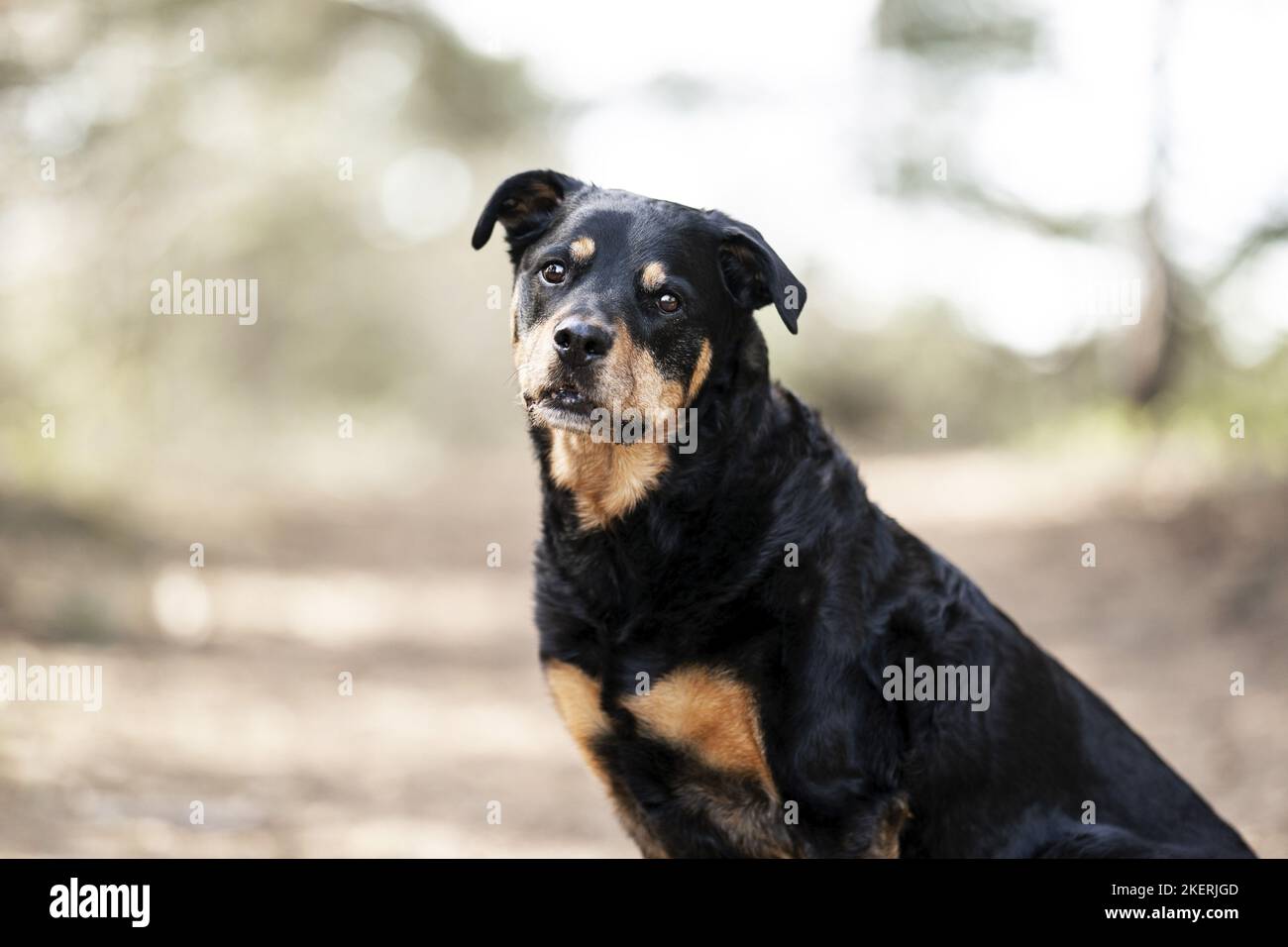 Rottweiler cross breed -Fotos und -Bildmaterial in hoher Auflösung – Alamy