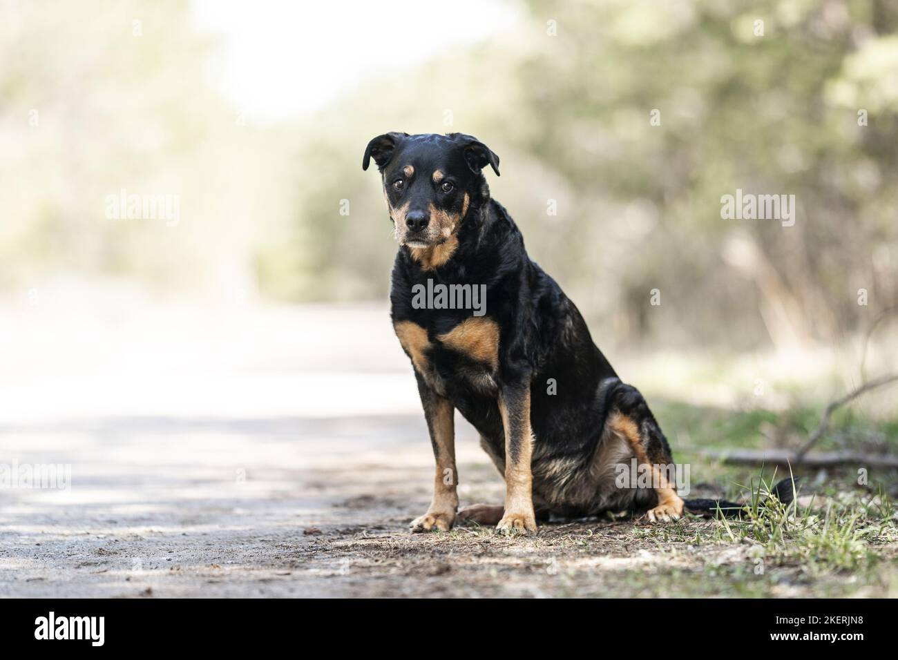 Rottweiler cross breed -Fotos und -Bildmaterial in hoher Auflösung – Alamy