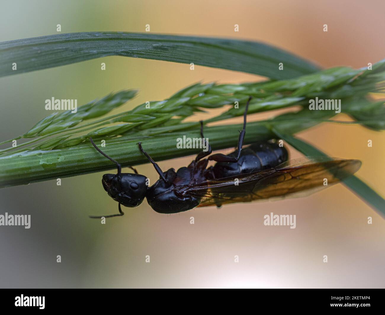 Eine ameisenkönigin -Fotos und -Bildmaterial in hoher Auflösung – Alamy