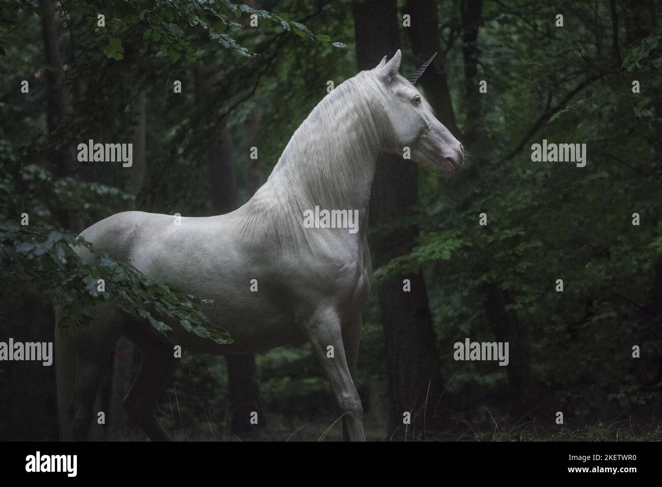 Mystisches einhorn -Fotos und -Bildmaterial in hoher Auflösung – Alamy