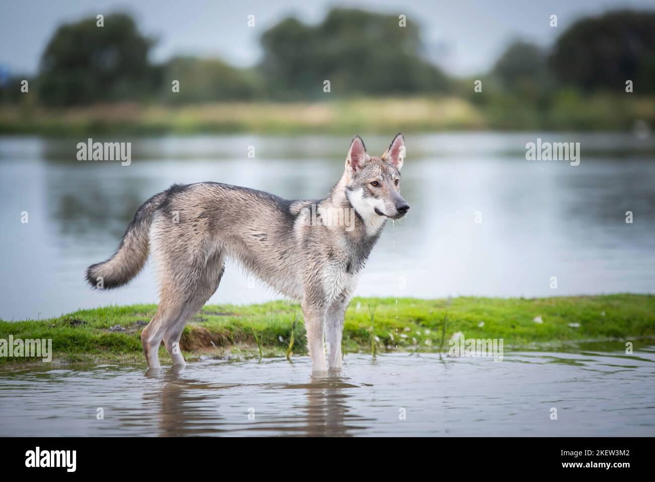 Tamaskan husky -Fotos und -Bildmaterial in hoher Auflösung – Alamy
