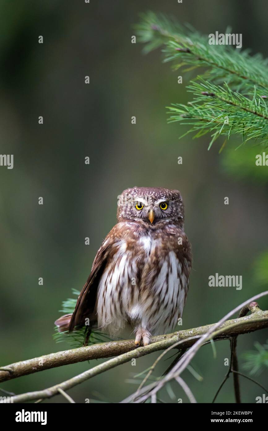 Eurasian pygmy owls -Fotos und -Bildmaterial in hoher Auflösung – Alamy