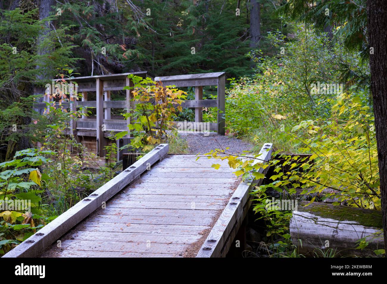 Alte zeder -Fotos und -Bildmaterial in hoher Auflösung - Seite 2 - Alamy