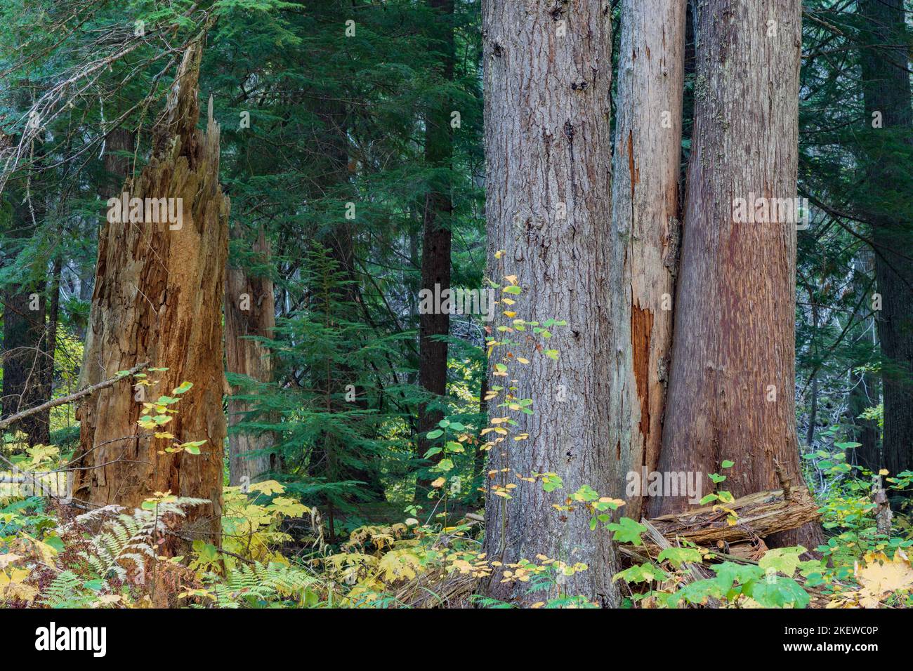 Alte zeder -Fotos und -Bildmaterial in hoher Auflösung - Seite 2 - Alamy