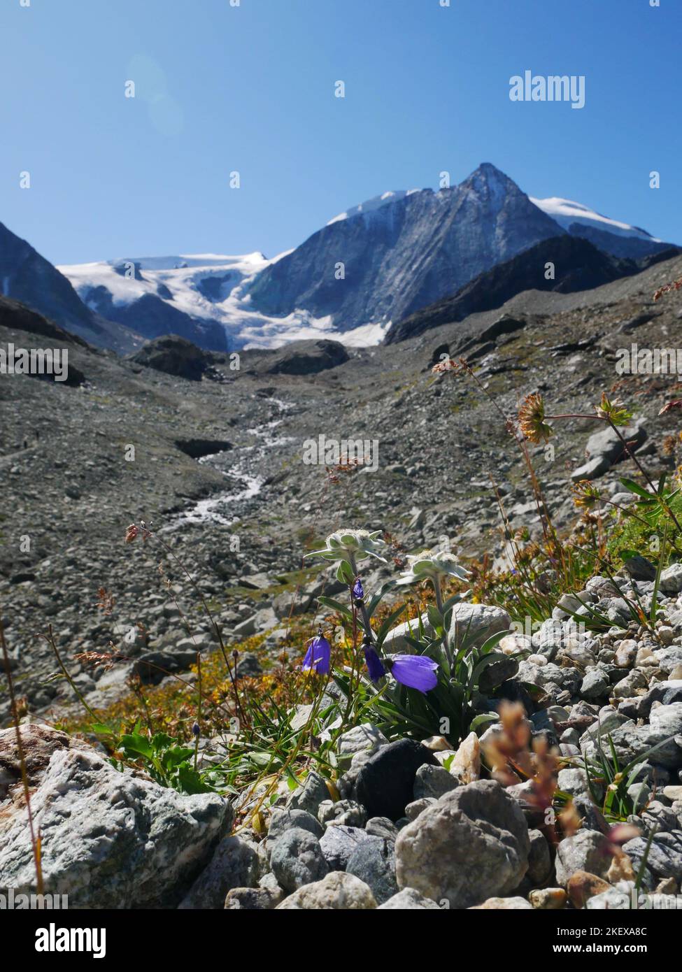 Wildblumen- und Landschaftsbilder aus dem Schweizer Wallier-Gebirge ...