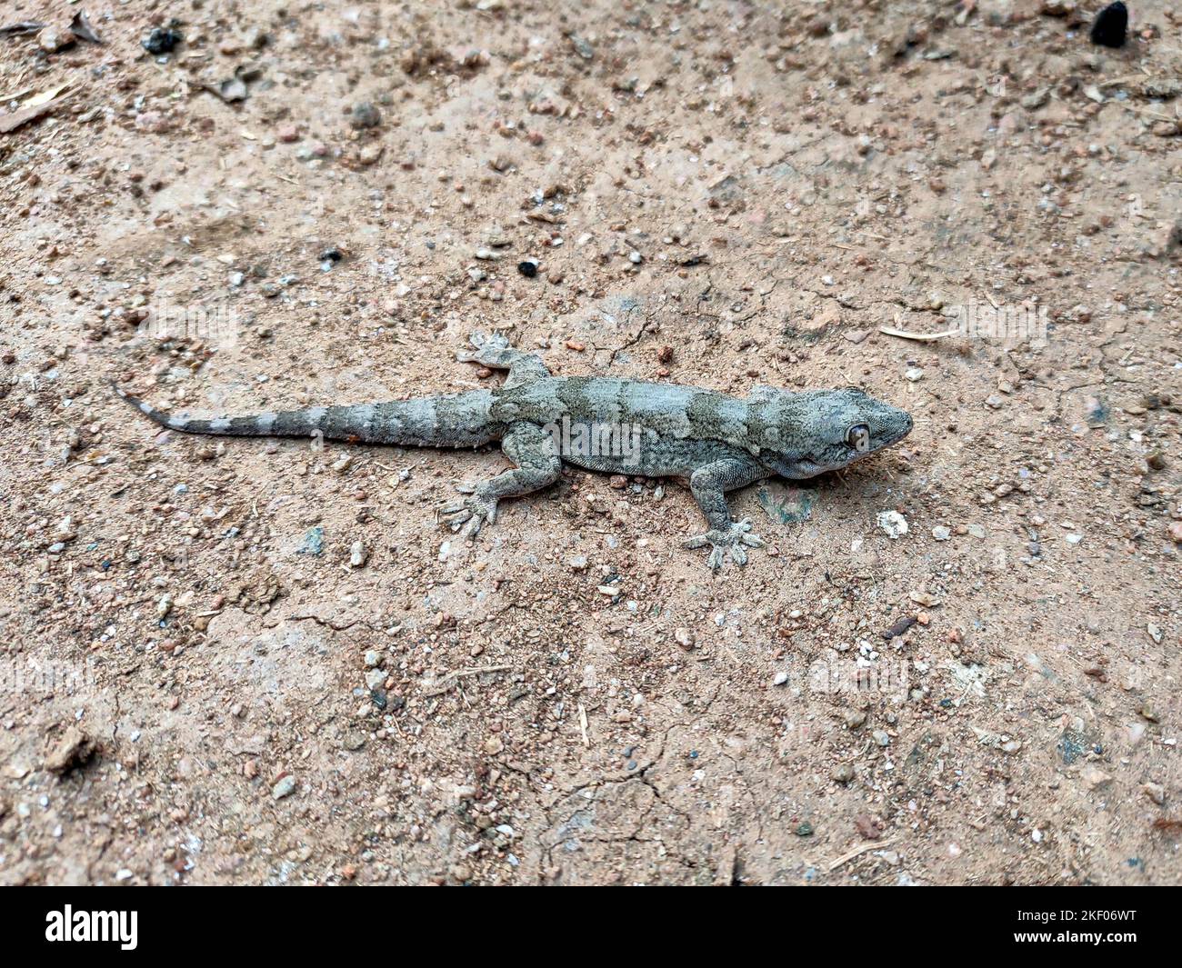 Indische geckos -Fotos und -Bildmaterial in hoher Auflösung – Alamy