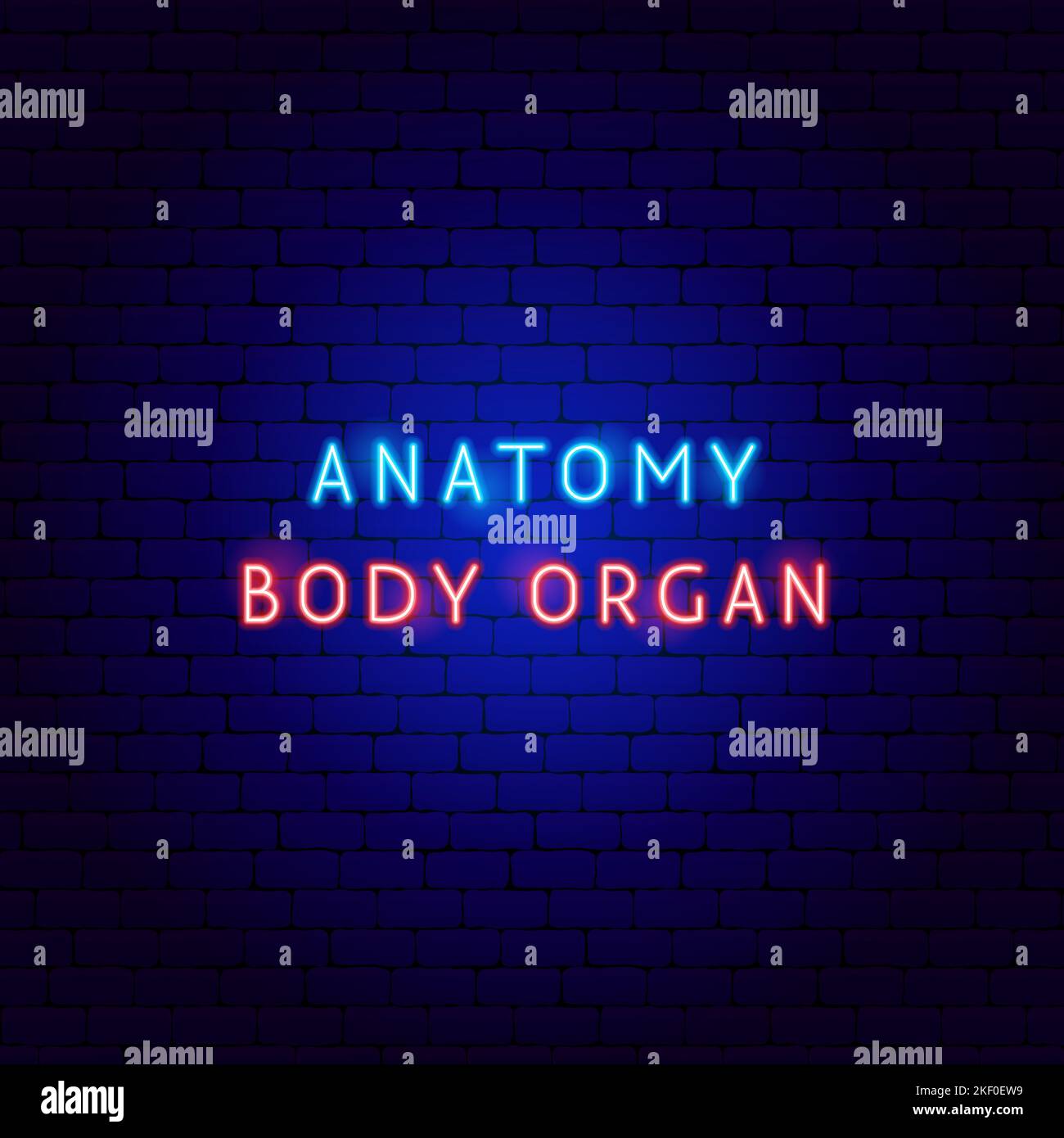 Anatomie des menschlichen körpers Stock-Vektorgrafiken kaufen - Alamy