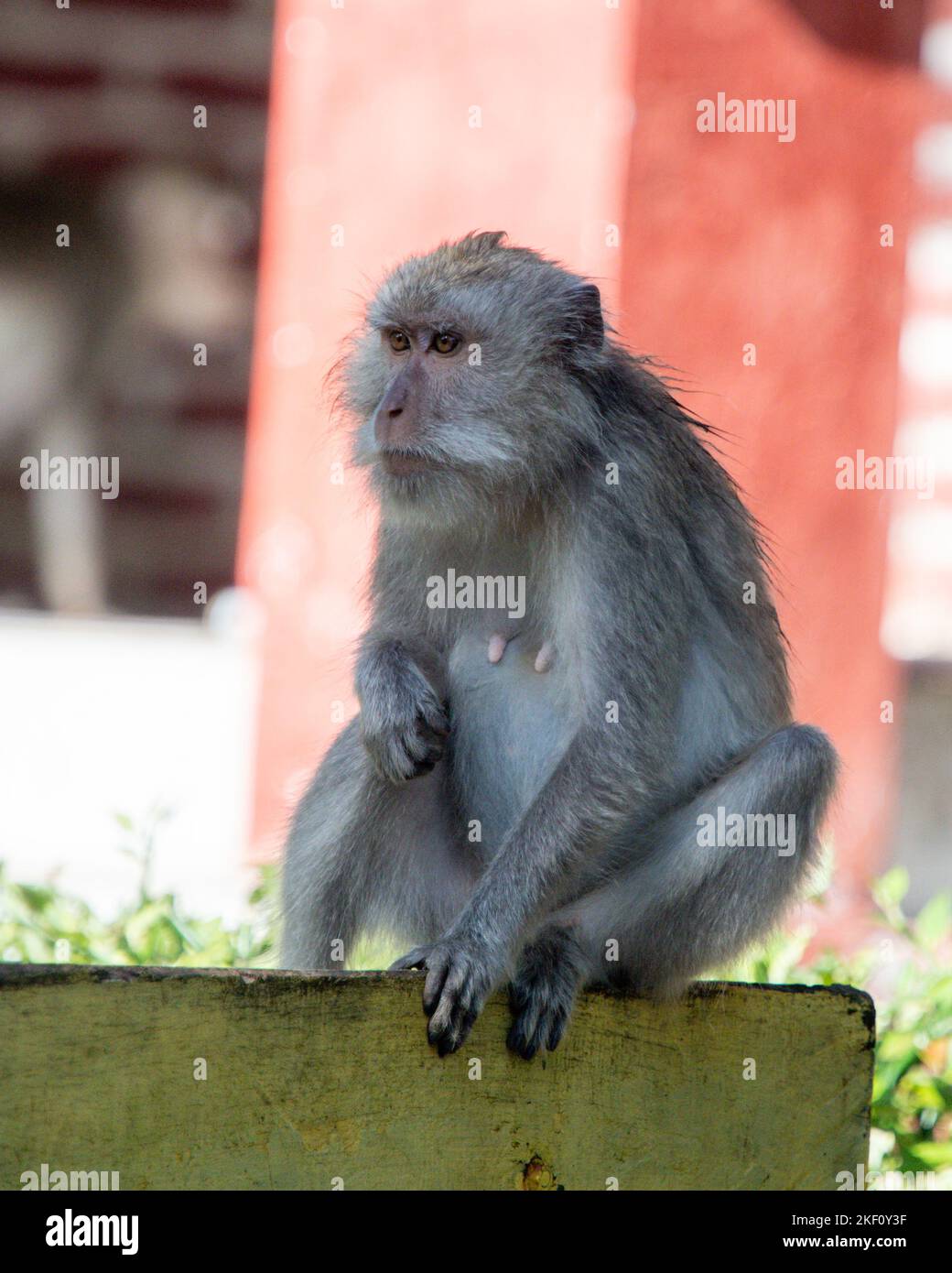 Der Krabbenfressende Makak (Macaca fascicularis), auch als ...
