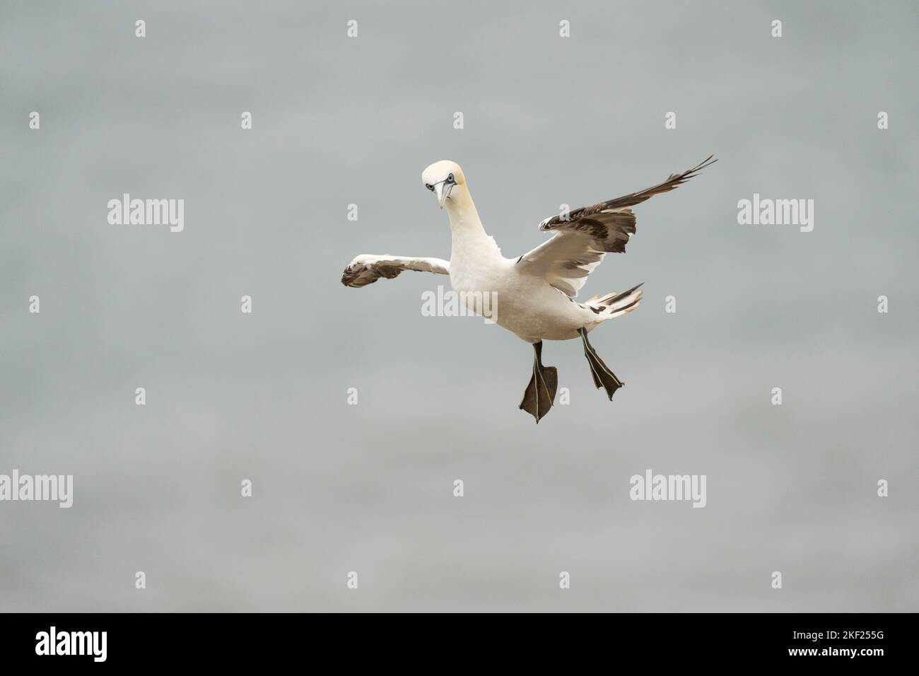 Vogel mit wind -Fotos und -Bildmaterial in hoher Auflösung – Alamy
