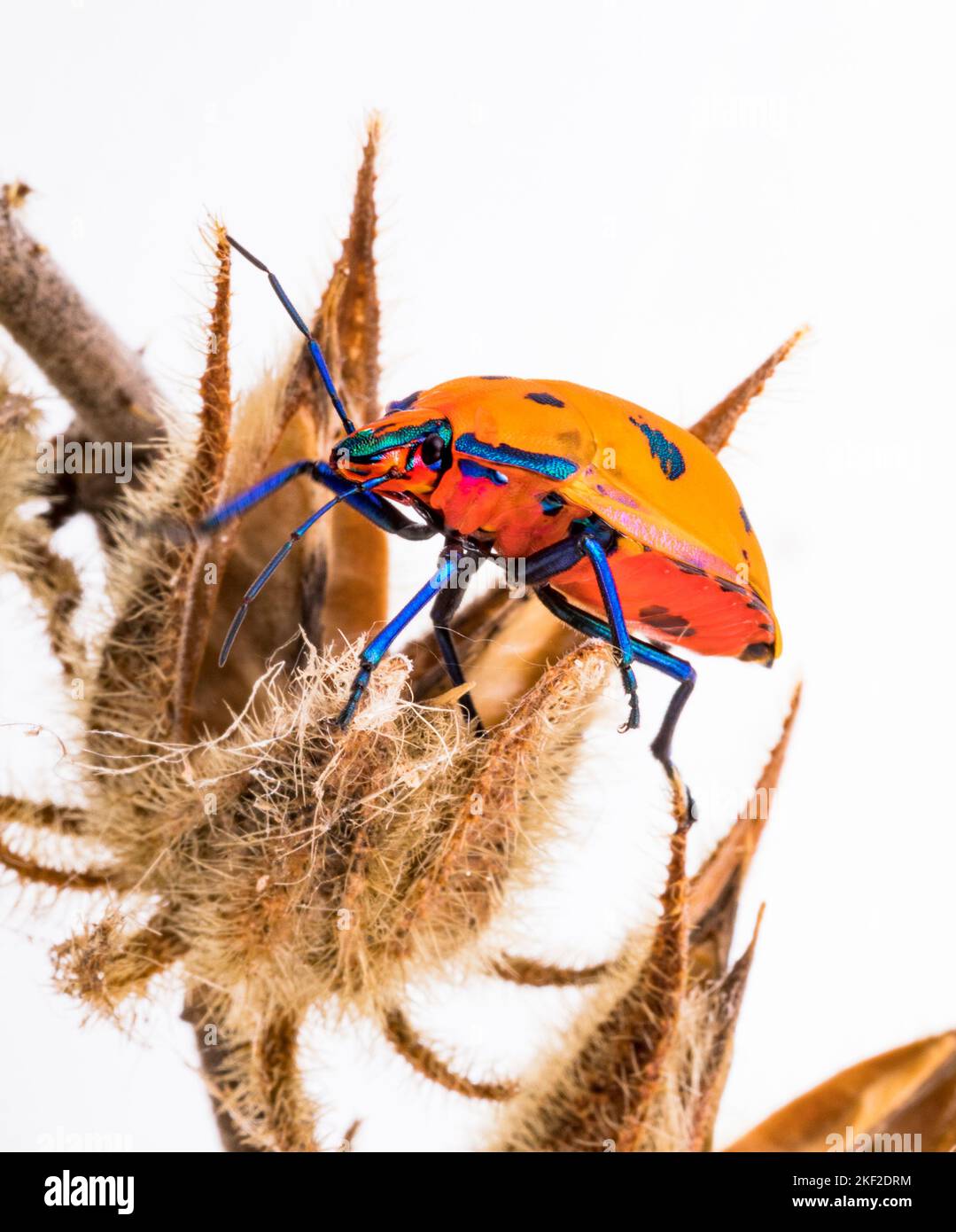Tectocoris diophthalmus, allgemein bekannt als Hibiscus harlequin Bug ...