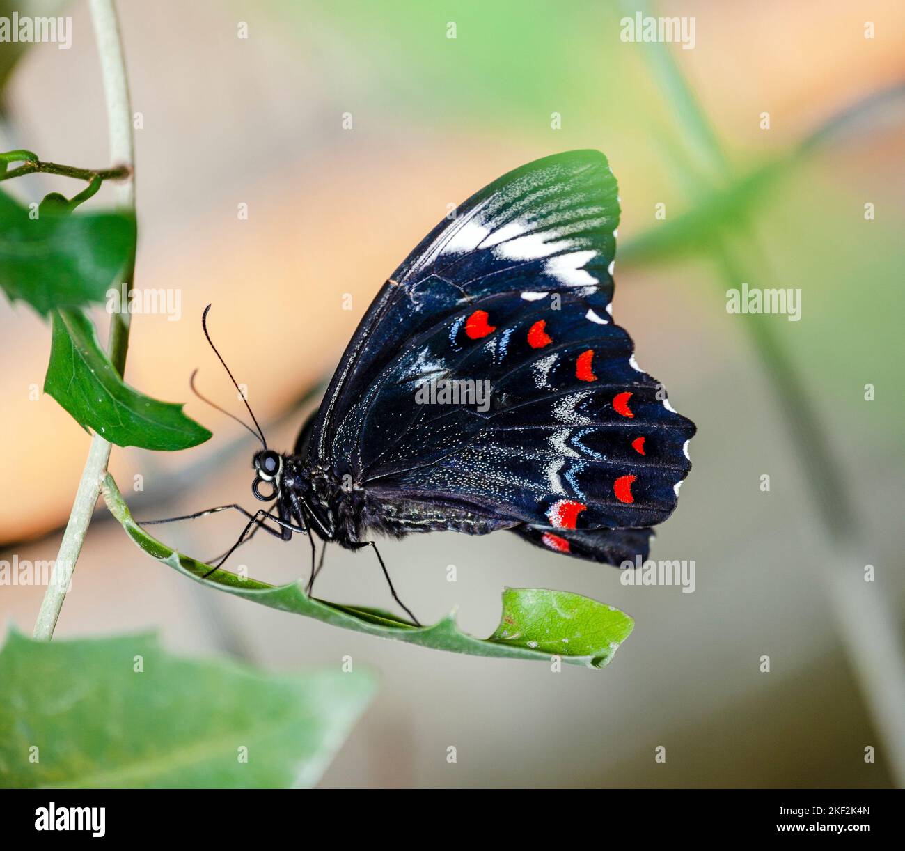 Schmetterlinge sind das Erwachsene Flugstadium bestimmter Insekten, die ...
