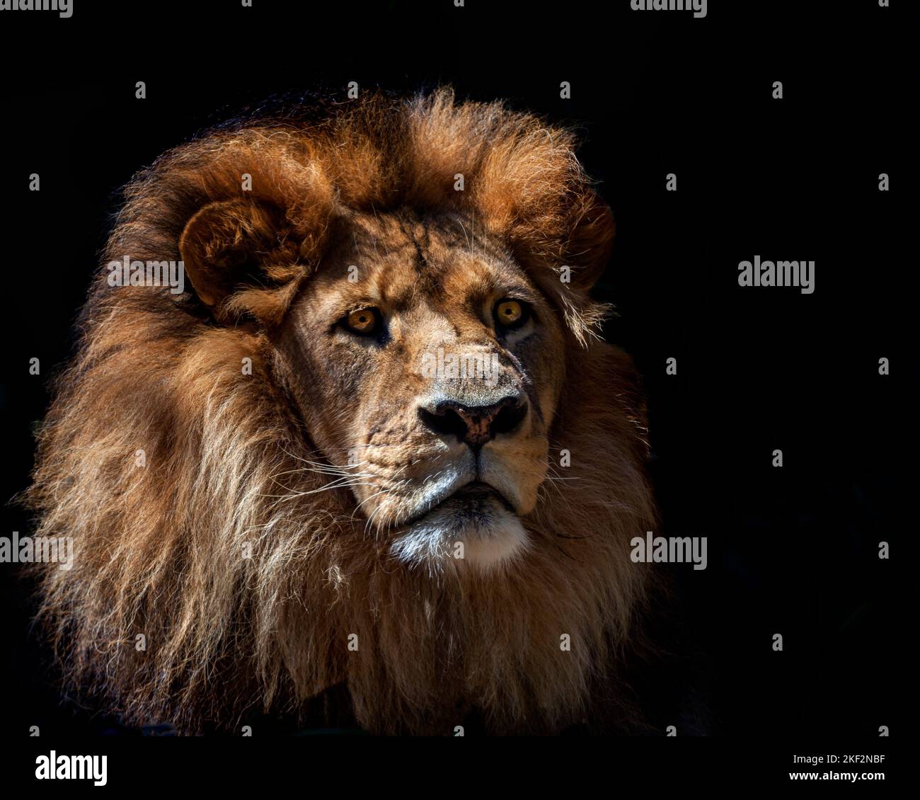 Der Löwe ist eine gut bemuskelte Katze mit einem langen Körper, einem ...