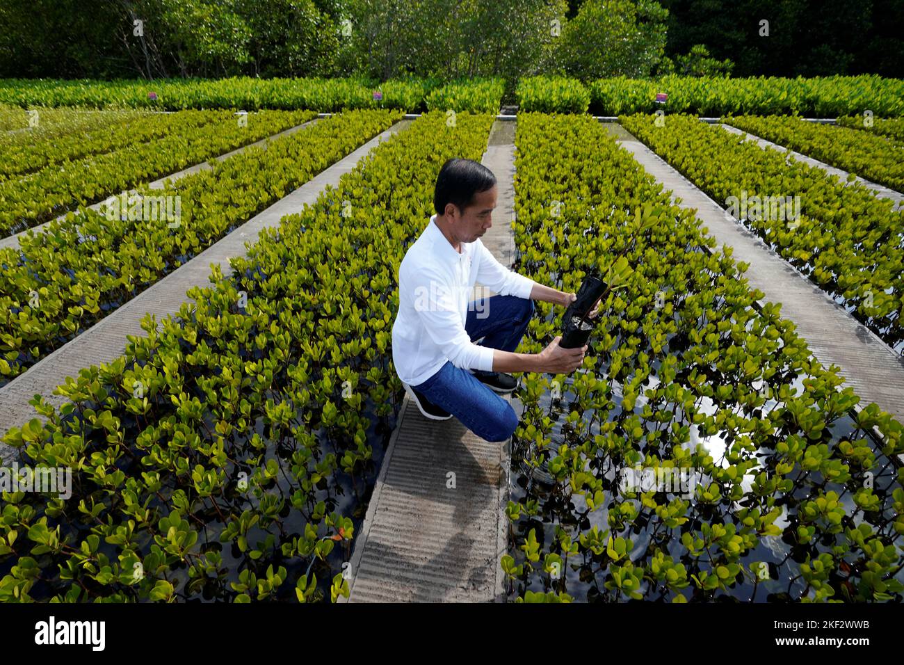 Taman hutan raya ngurah rai -Fotos und -Bildmaterial in hoher Auflösung ...