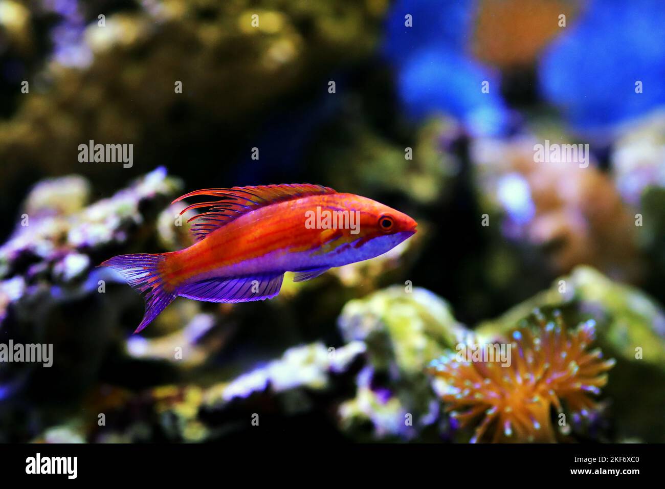 Paracheilinus filamentosus -Fotos und -Bildmaterial in hoher Auflösung ...