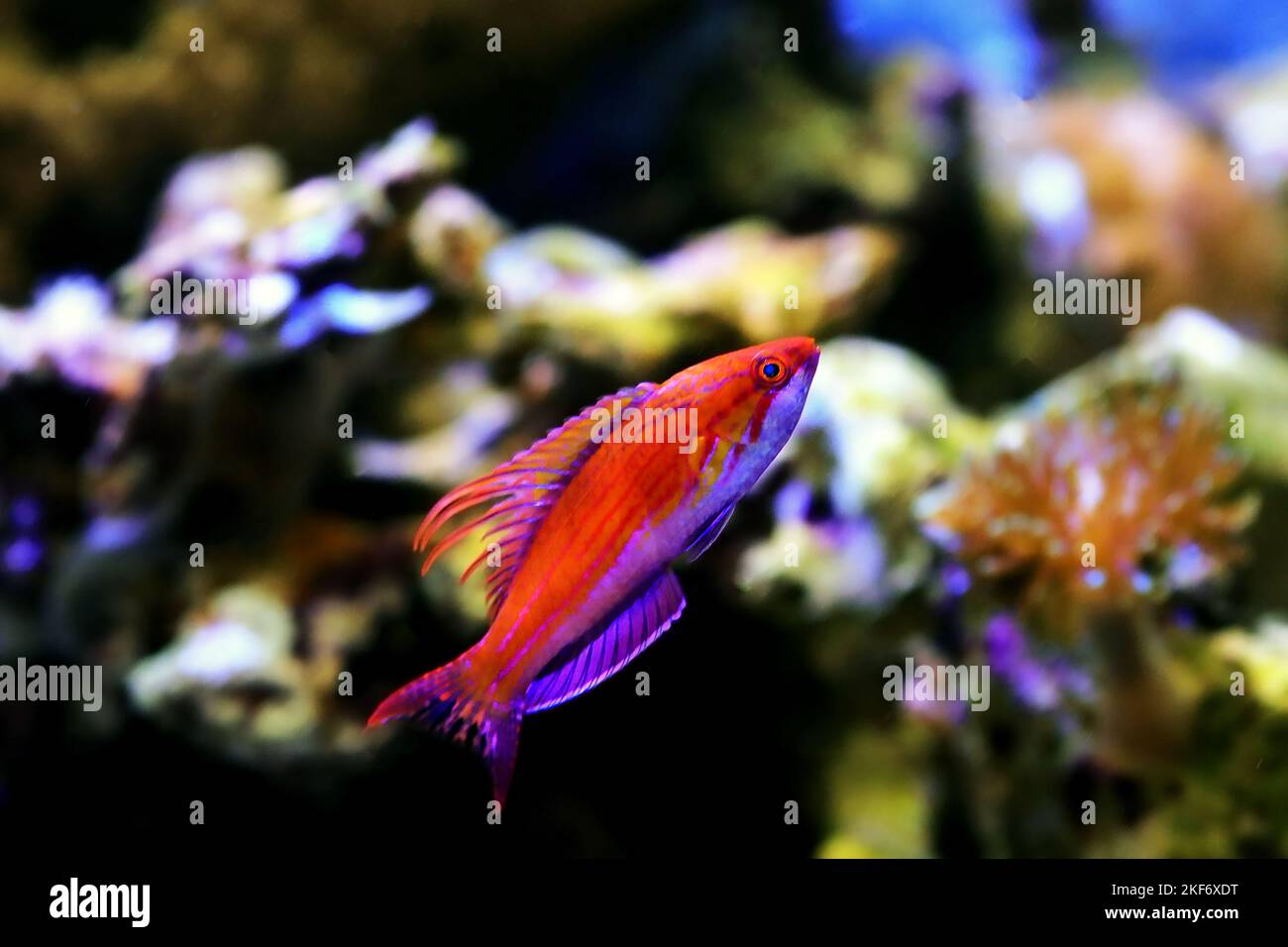 Paracheilinus filamentosus -Fotos und -Bildmaterial in hoher Auflösung ...