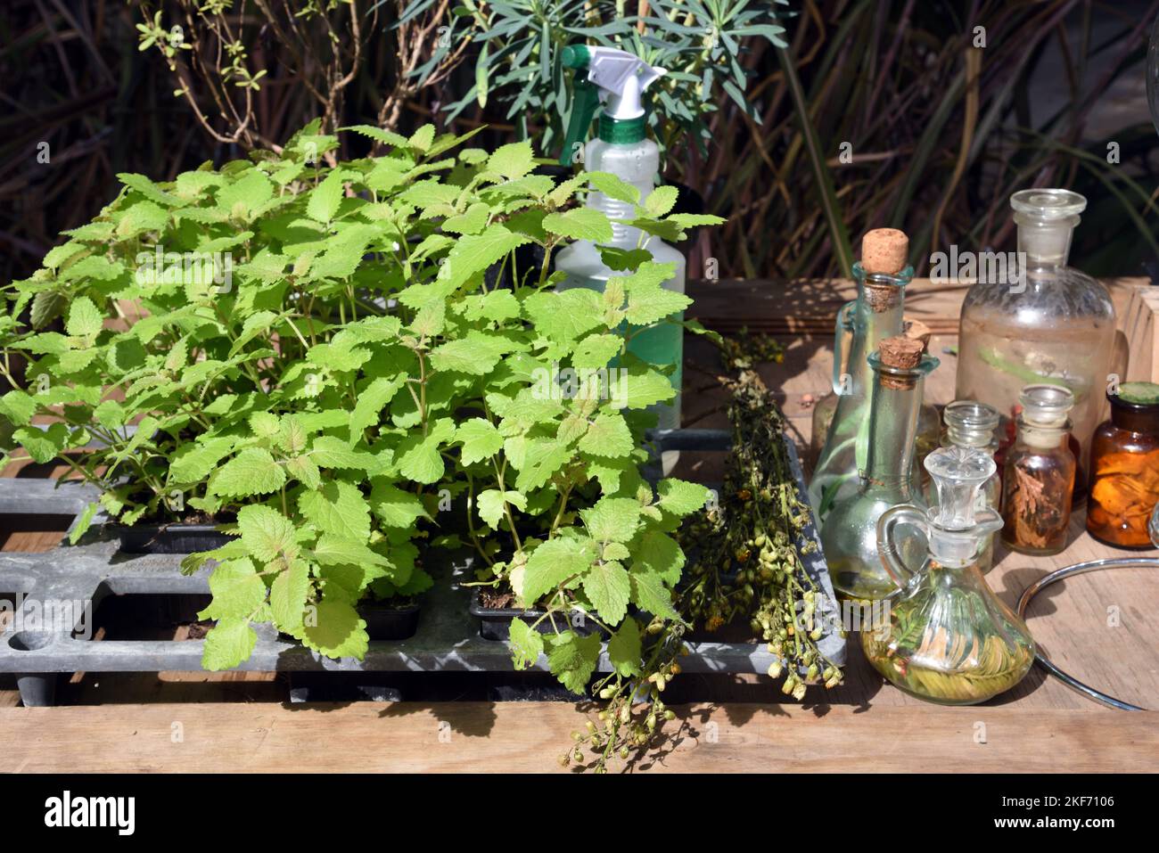 Katzenminze oder Katzenminze, Nepeta cataria, wächst auf dem ... Katzenminze oder Katzenminze, Nepeta cataria, wächst auf dem ...