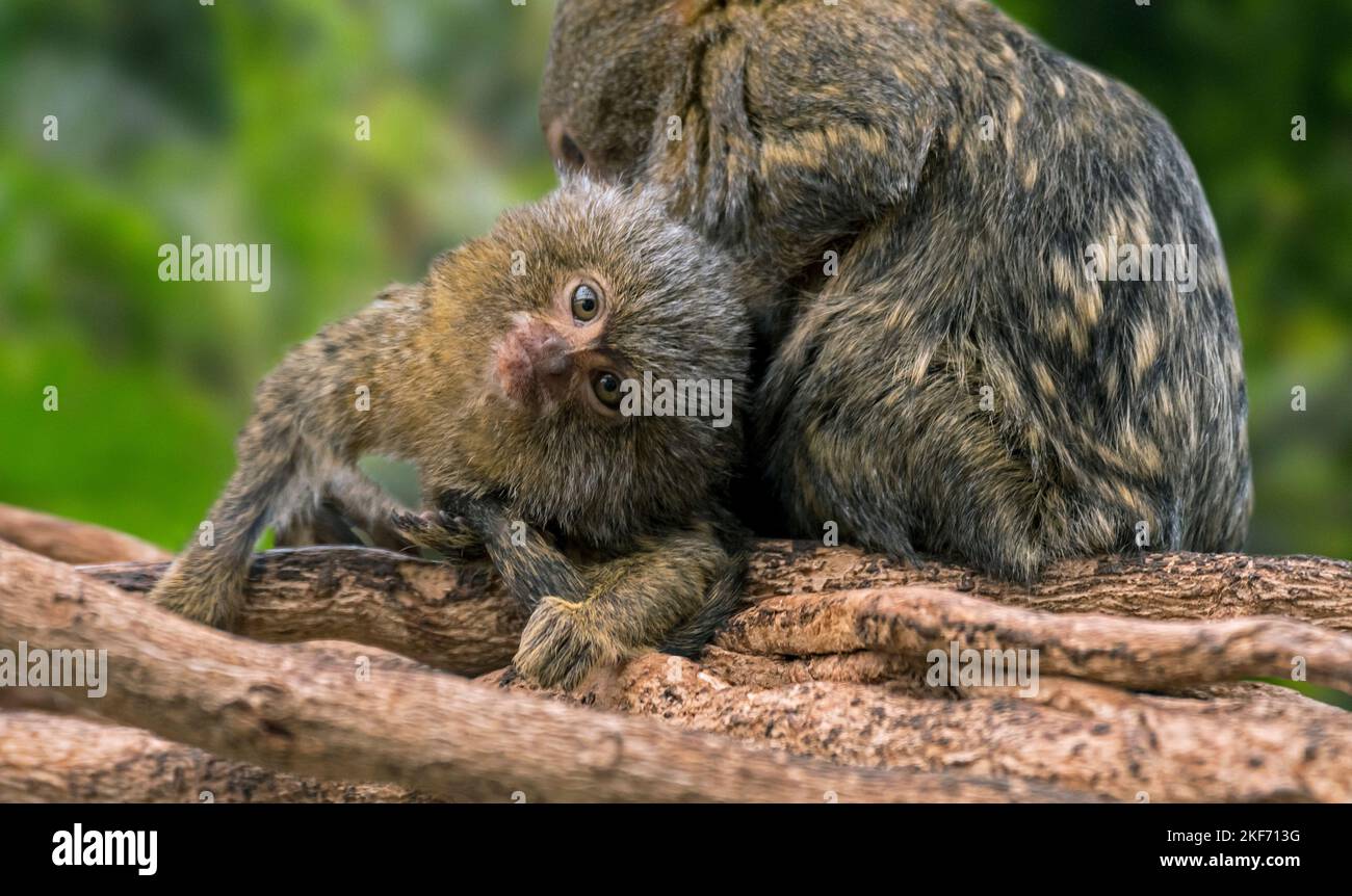 Affe finger -Fotos und -Bildmaterial in hoher Auflösung – Alamy