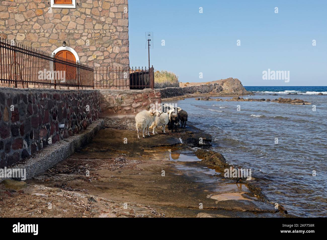 Eine kleine Schar von Schafen, die sich entlang eines schmalen Weges am ...
