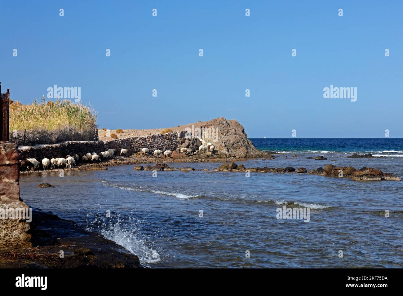 Eine kleine Schar von Schafen, die sich entlang eines schmalen Weges am ...