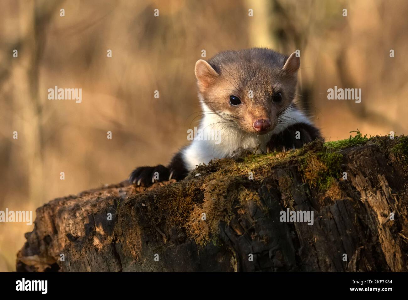 Buchenmarder oder Martes foina, auch bekannt als Steinmarder oder ...