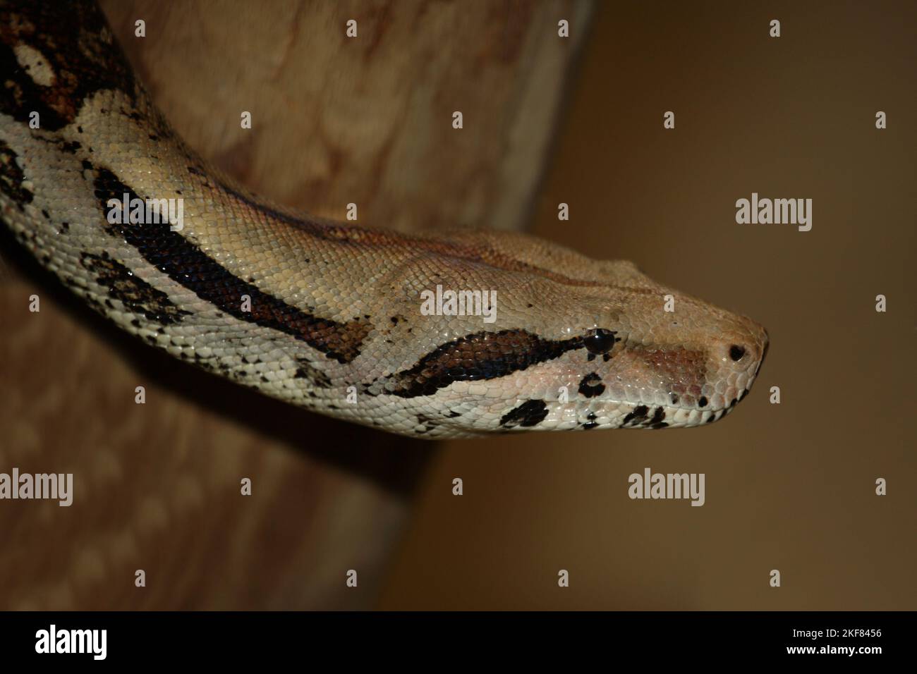 Dunkler tigerpython -Fotos und -Bildmaterial in hoher Auflösung – Alamy
