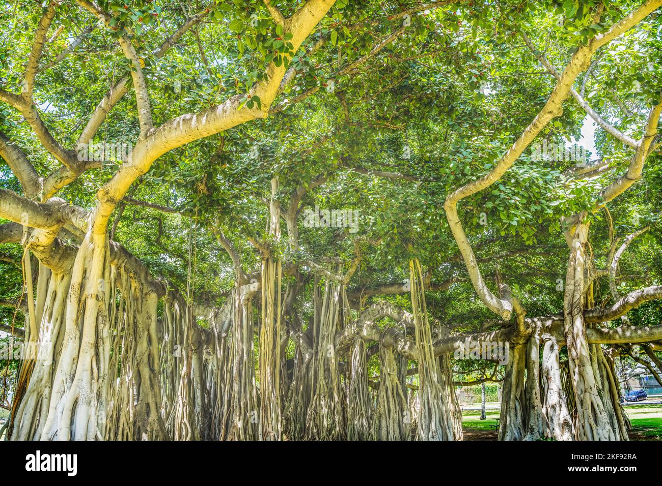 Das farbenfrohe Banyan Tree Ficus Urostigma Waikiki Honolulu Hawaii das ...