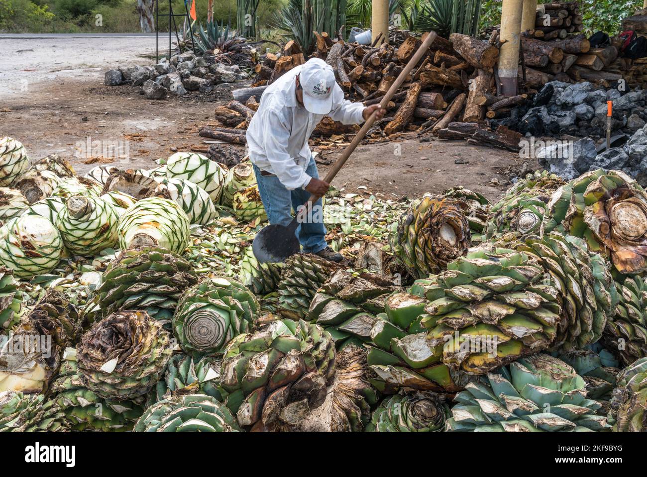 Ein Arbeiter in einer Mezcal palenque oder Destillerie trimmt die ...