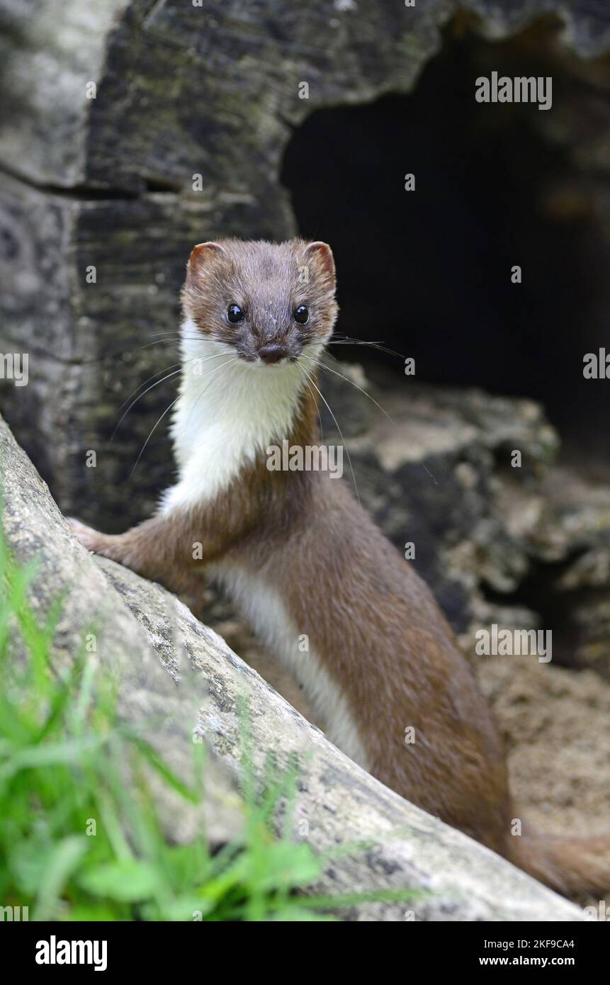 Zwei hermelin -Fotos und -Bildmaterial in hoher Auflösung – Alamy