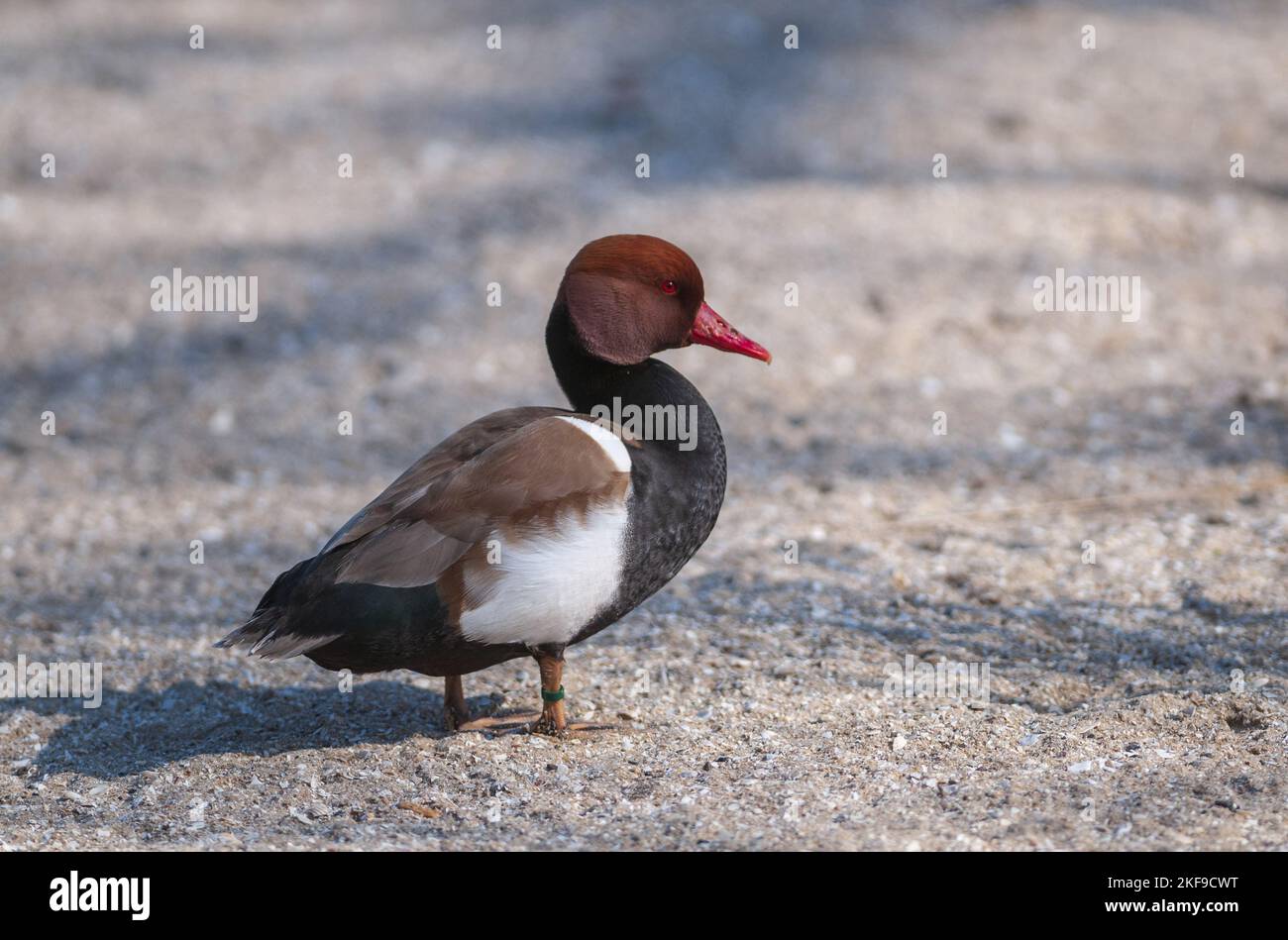 Marmorierte krickente -Fotos und -Bildmaterial in hoher Auflösung – Alamy