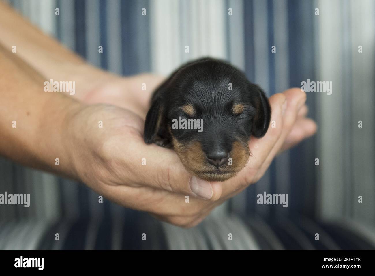 Dackel welpen mit tage -Fotos und -Bildmaterial in hoher Auflösung – Alamy