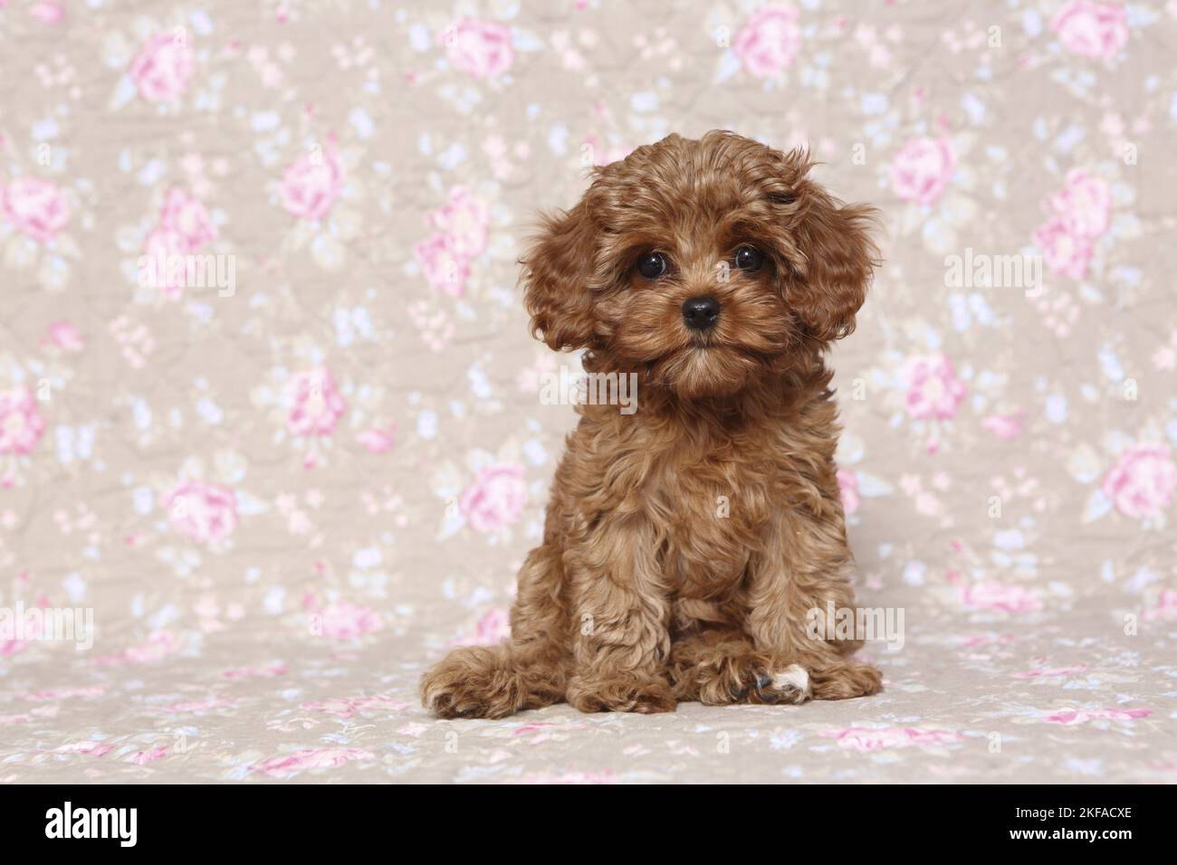 Cavapoo welpen -Fotos und -Bildmaterial in hoher Auflösung – Alamy