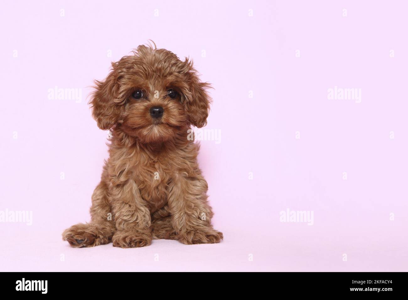 Cavapoo welpen -Fotos und -Bildmaterial in hoher Auflösung – Alamy