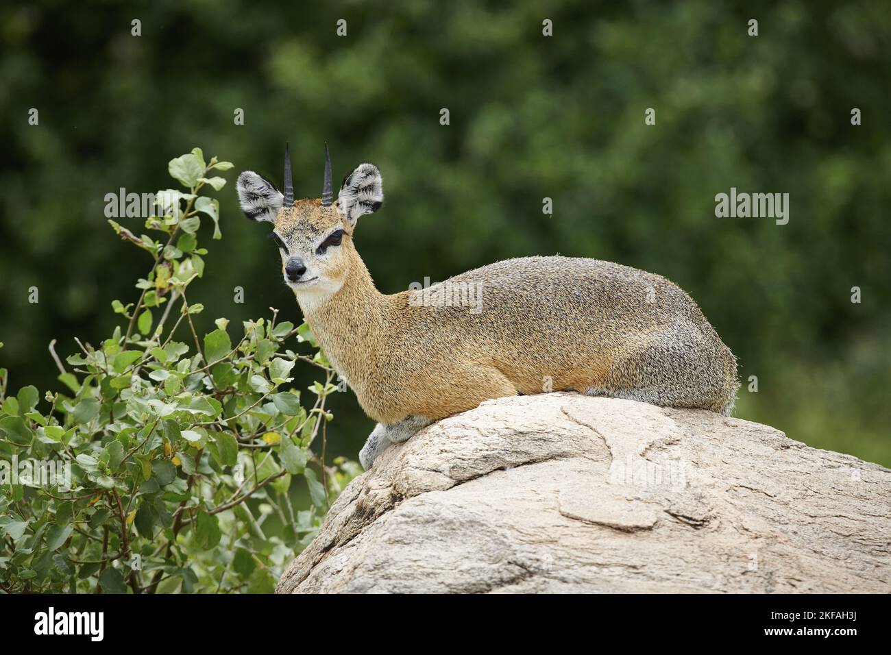Springer antilope -Fotos und -Bildmaterial in hoher Auflösung – Alamy
