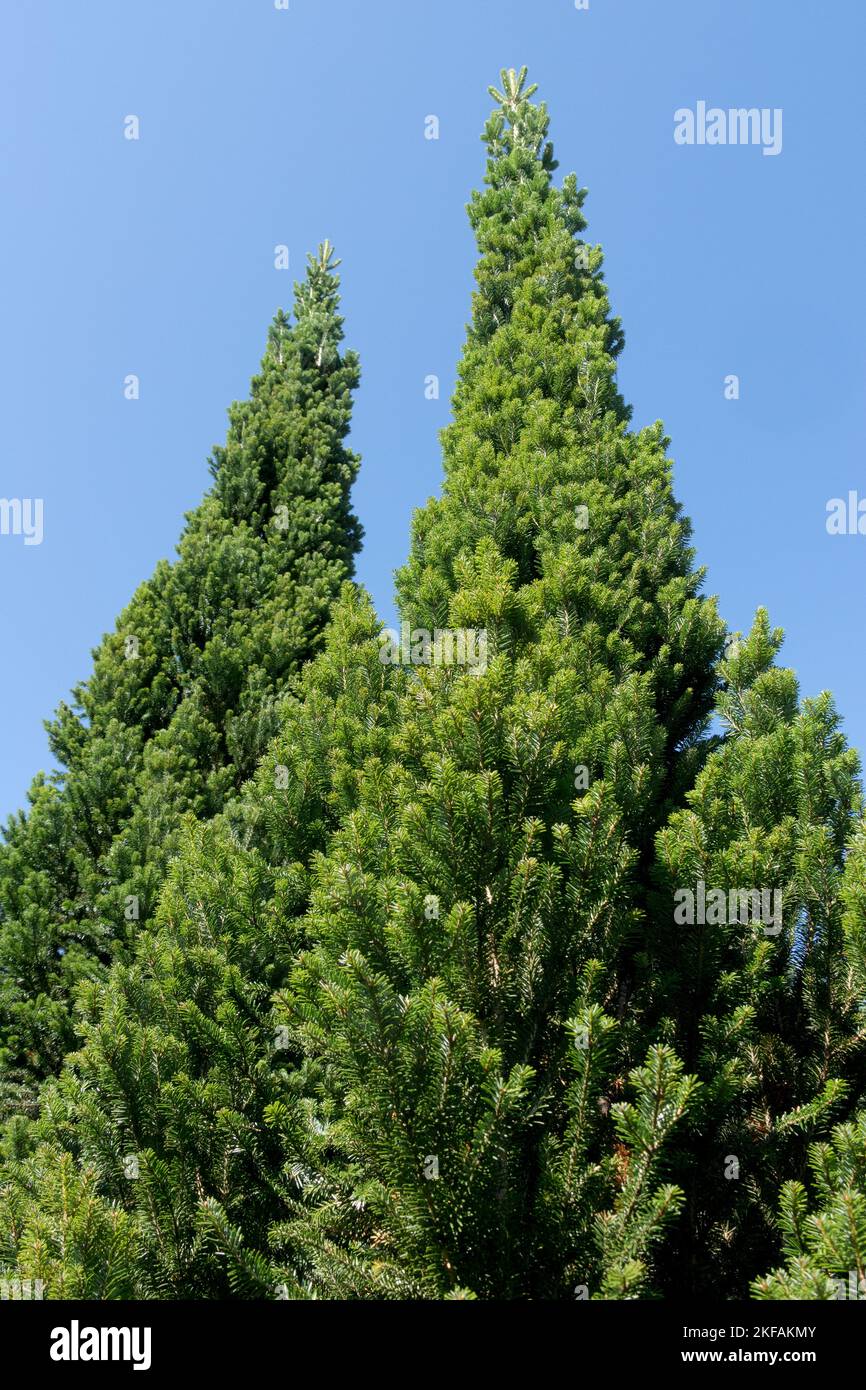 Silver fir tree -Fotos und -Bildmaterial in hoher Auflösung – Alamy