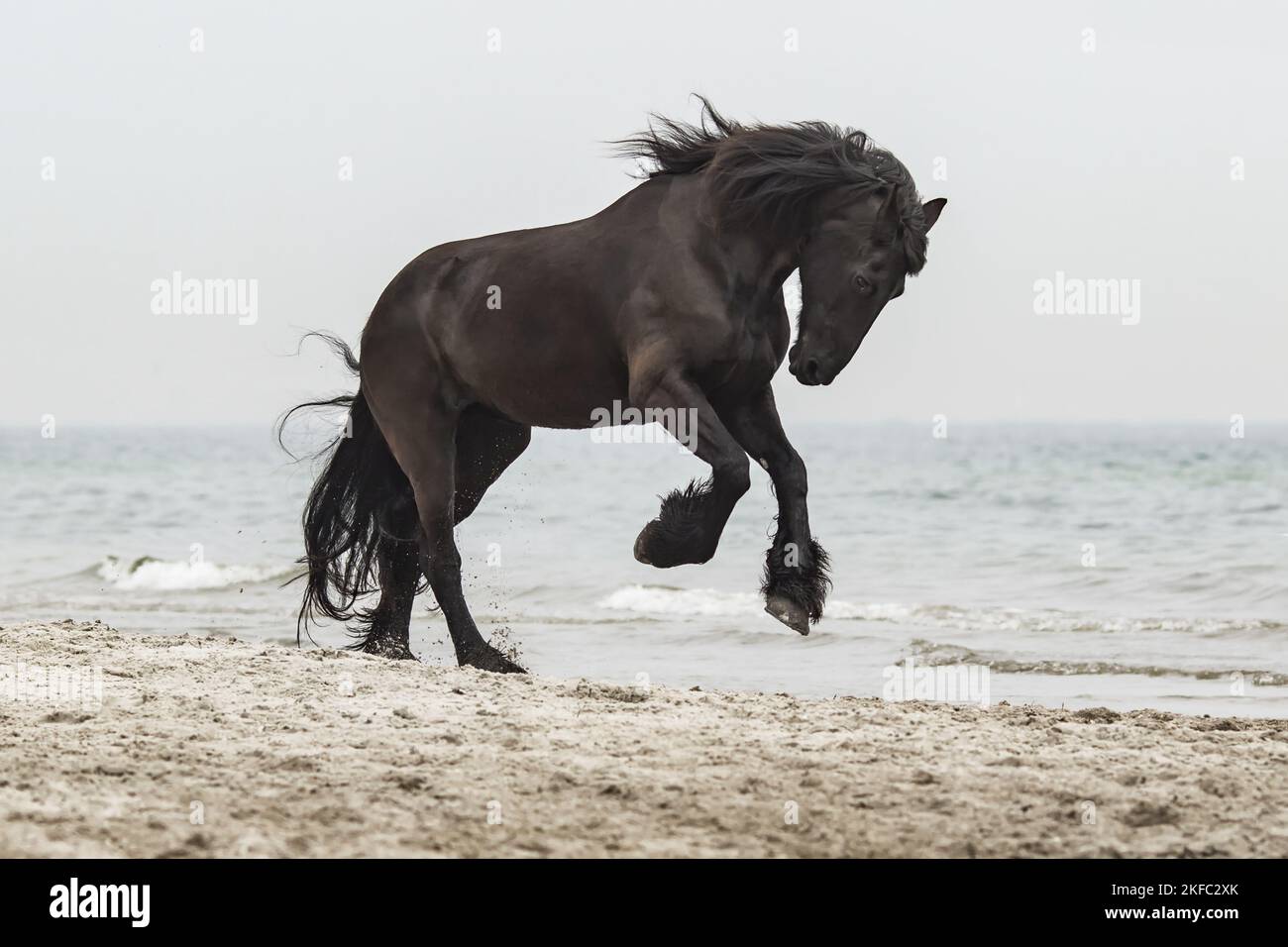 Friesian horses beach -Fotos und -Bildmaterial in hoher Auflösung – Alamy