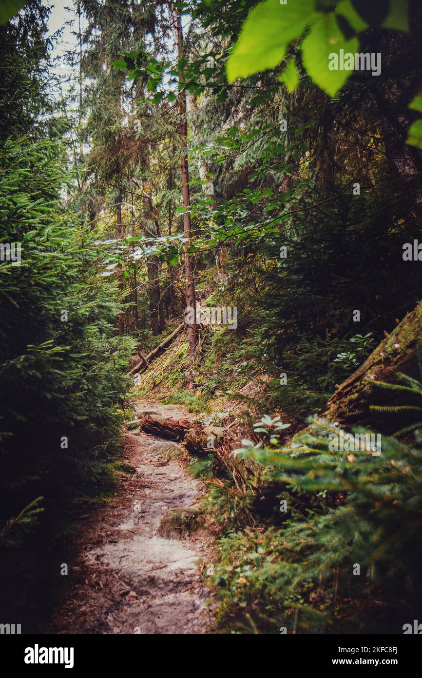 Wald und kleiner bach -Fotos und -Bildmaterial in hoher Auflösung – Alamy