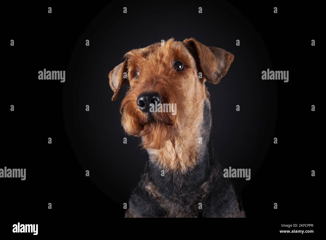 Male airedale terrier -Fotos und -Bildmaterial in hoher Auflösung – Alamy