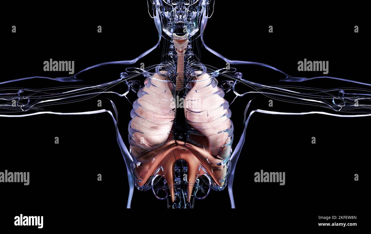 Human Respiratory System Lunge Anatomie Animation Konzept. Sichtbare ...