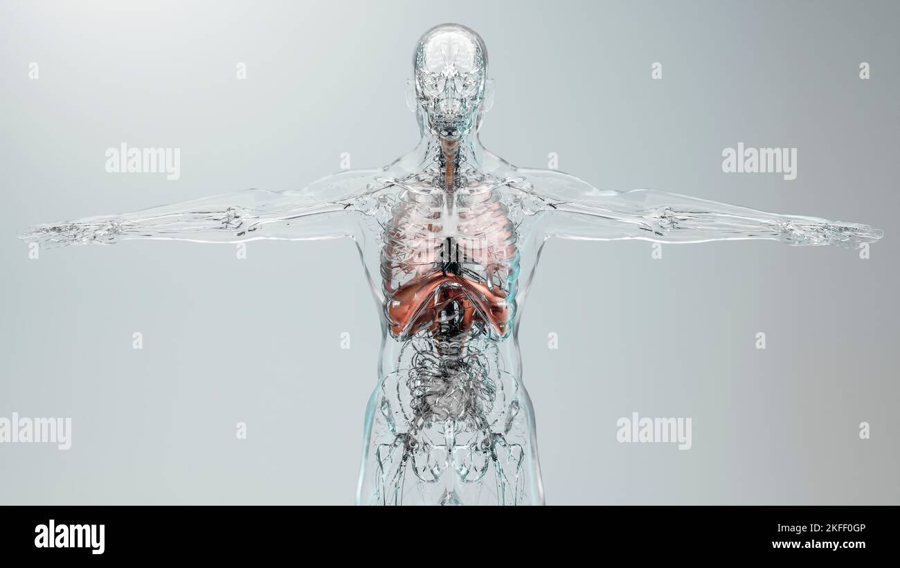 Human Respiratory System Lunge Anatomie Animation Konzept. Sichtbare ...