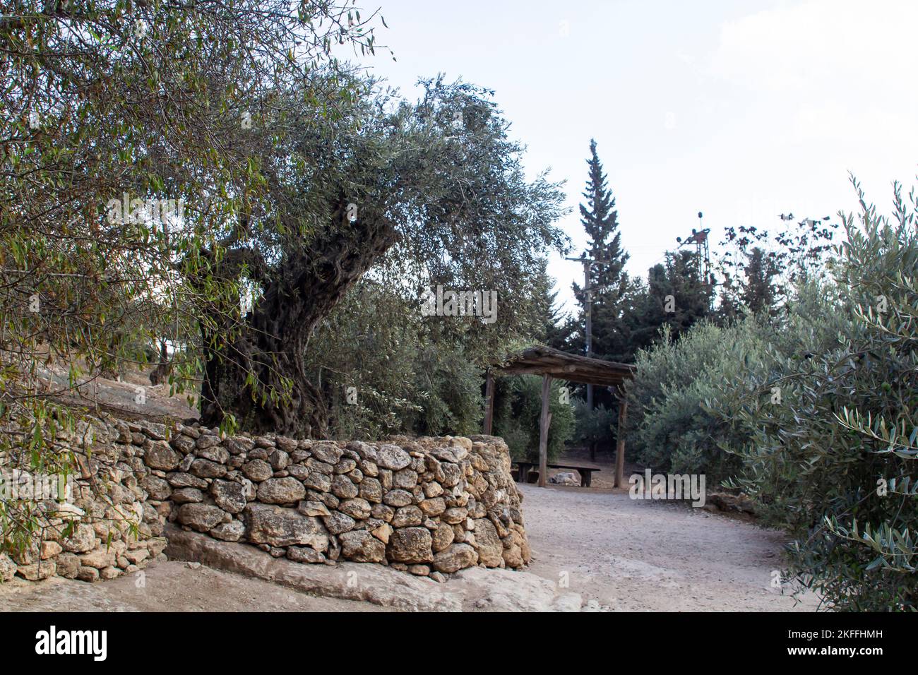 4 Nov 2022 ein alter Olivenbaum, der von einer steinernen Stützmauer im ...