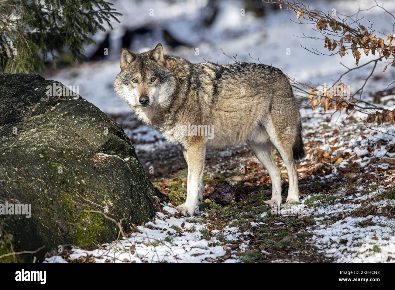 Wolf eurasian rock -Fotos und -Bildmaterial in hoher Auflösung – Alamy