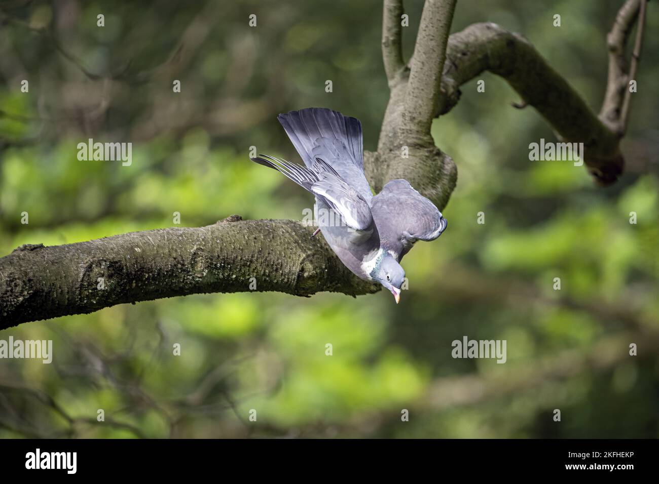 Tauben fliegen mit zweigen -Fotos und -Bildmaterial in hoher Auflösung ...