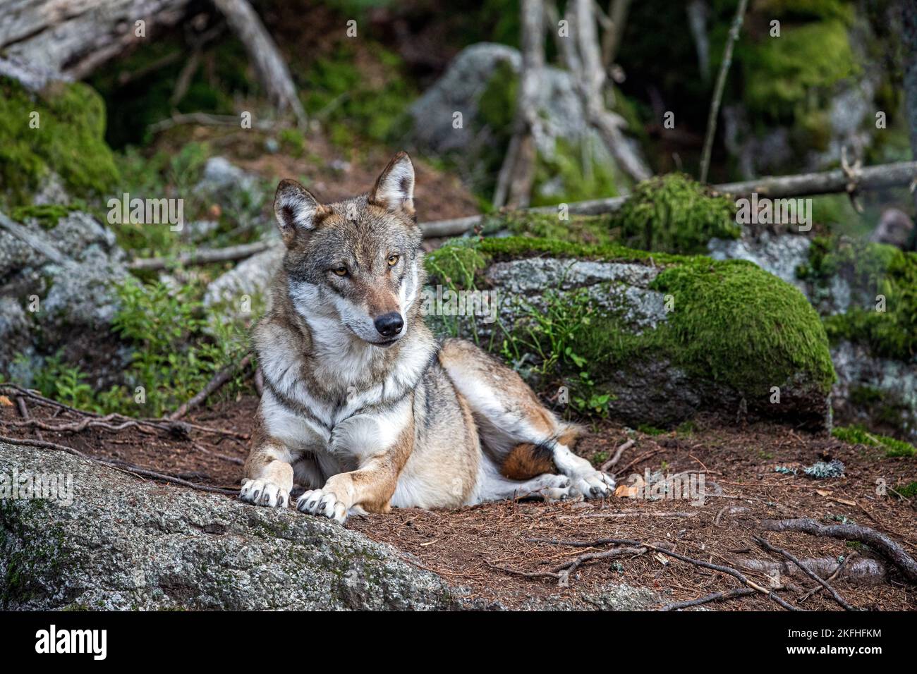 Wolf eurasian rock -Fotos und -Bildmaterial in hoher Auflösung – Alamy