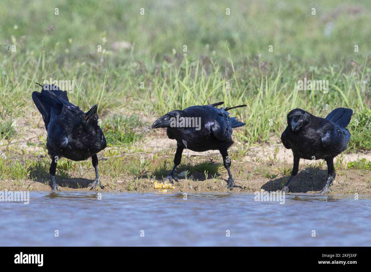 Drei raben -Fotos und -Bildmaterial in hoher Auflösung – Alamy