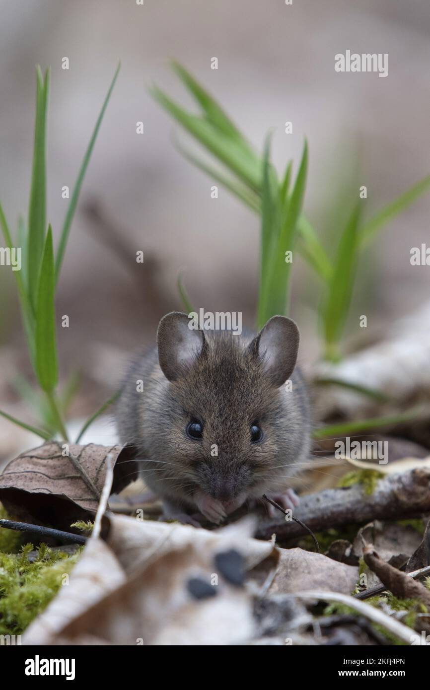 Long tailed field -Fotos und -Bildmaterial in hoher Auflösung – Alamy