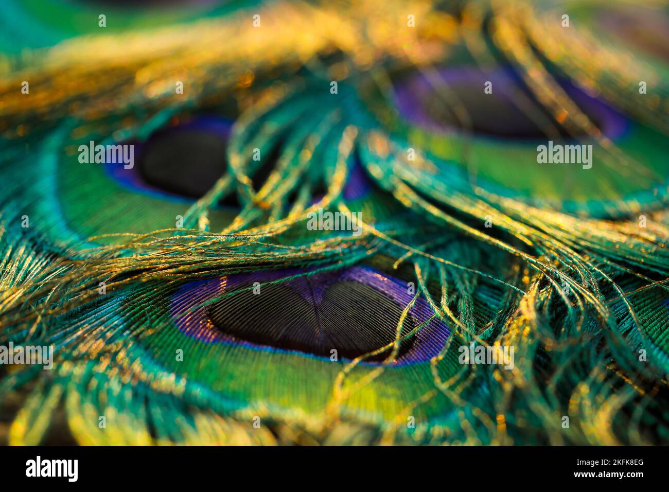 Nahaufnahme von Pfau, Vogelfeder. Wunderschöne Pfauenfedern mit nahtlos ...